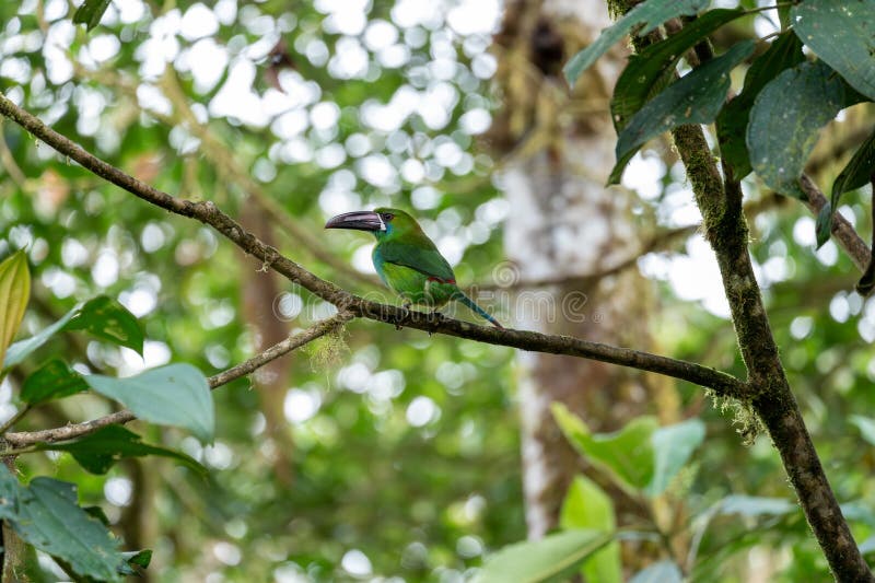 Crimson-rumped Toucanet Perched on a Branch while Facing To the Left in ...