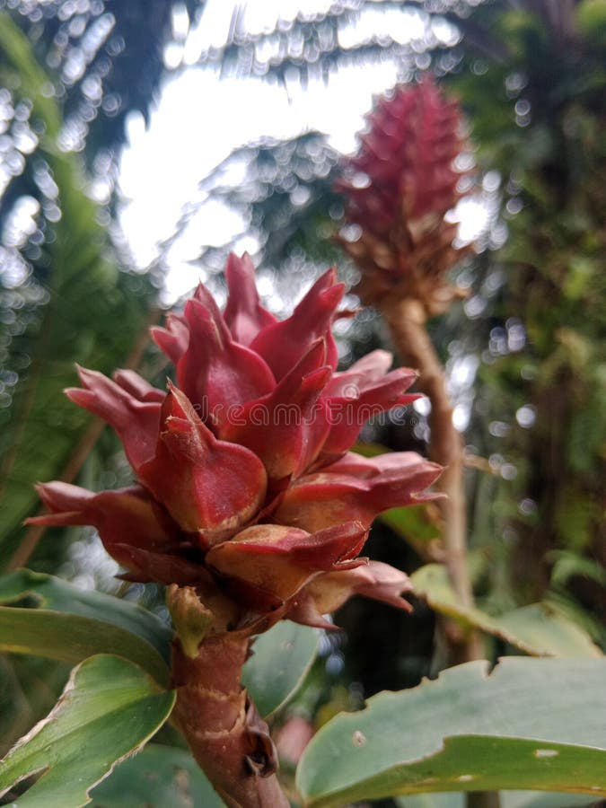 Crimson Torch in the Jungle& X22; Stock Image - Image of rainforest ...