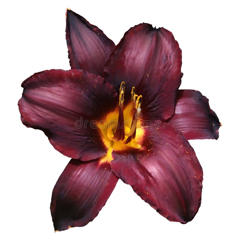 Crimson Twilight Flower stock photo. Image of flower - 329708146