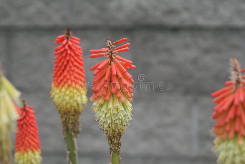 Crin De Faclie stock image. Image of natural, name, faclie - 98835691