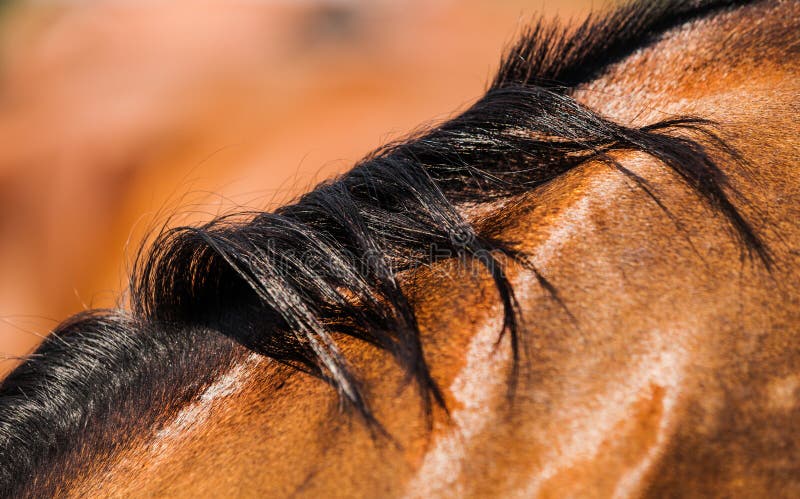 Crine Di Cavallo Foto Stock - Download 601 Royalty Free Photos