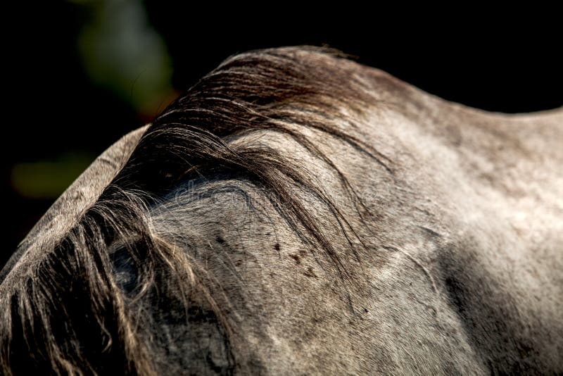 Crine di cavallo fotografia stock. Immagine di marrone - 97862150