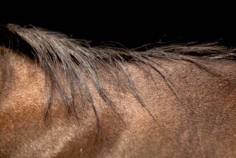 Crine Di Cavallo Foto Stock - Download 601 Royalty Free Photos