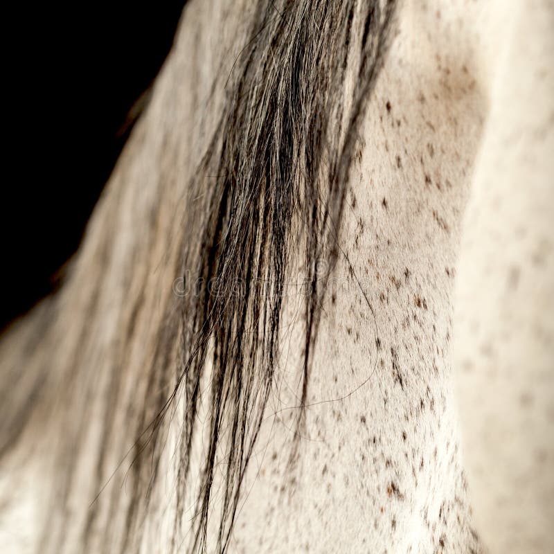 Crine Di Cavallo Foto Stock - Download 601 Royalty Free Photos