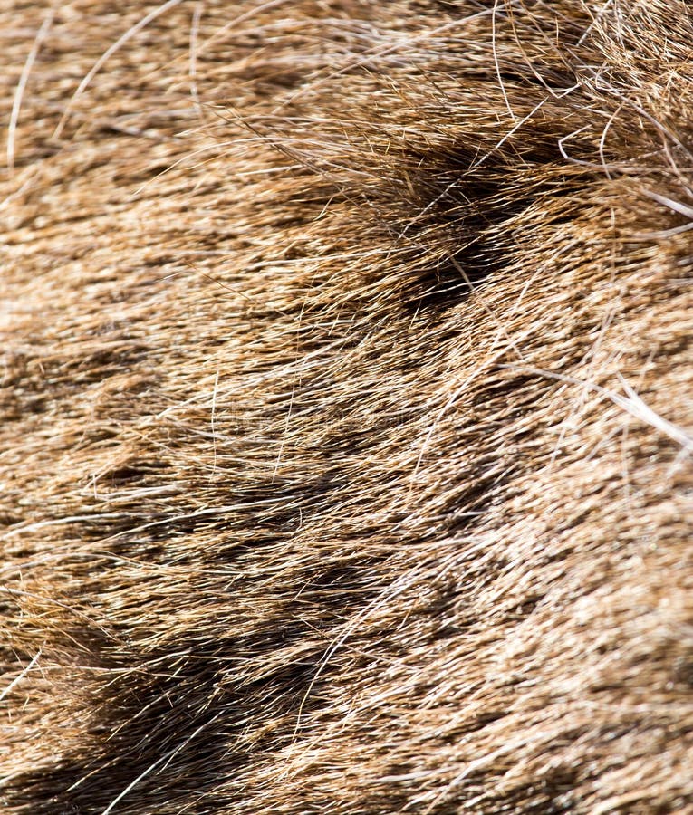 Crine Di Cavallo Come Fondo Fotografia Stock - Immagine di marrone ...