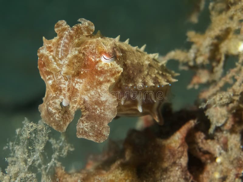 Cuttlefish Transforms Stock Photos - Free & Royalty-Free Stock Photos ...