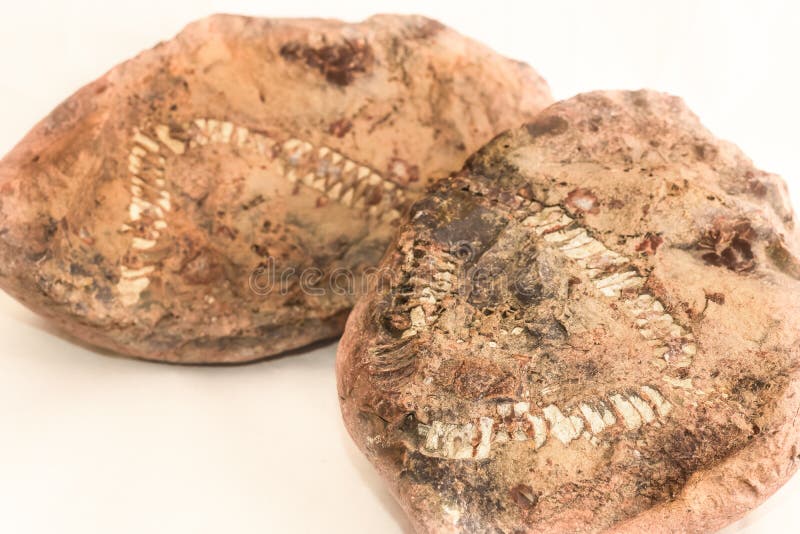 Crinoid Fossil stock photo. Image of fossil, chrinoid - 93230846