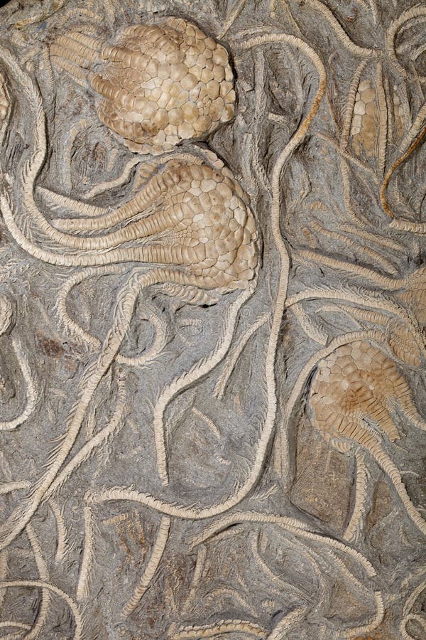 Crinoid Fossile (socialis D'Uintacrinus) Photo stock éditorial - Image ...
