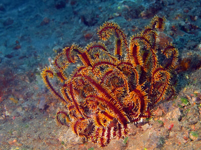 Crinoid stock image. Image of organism, dive, ocean, animal - 46901079