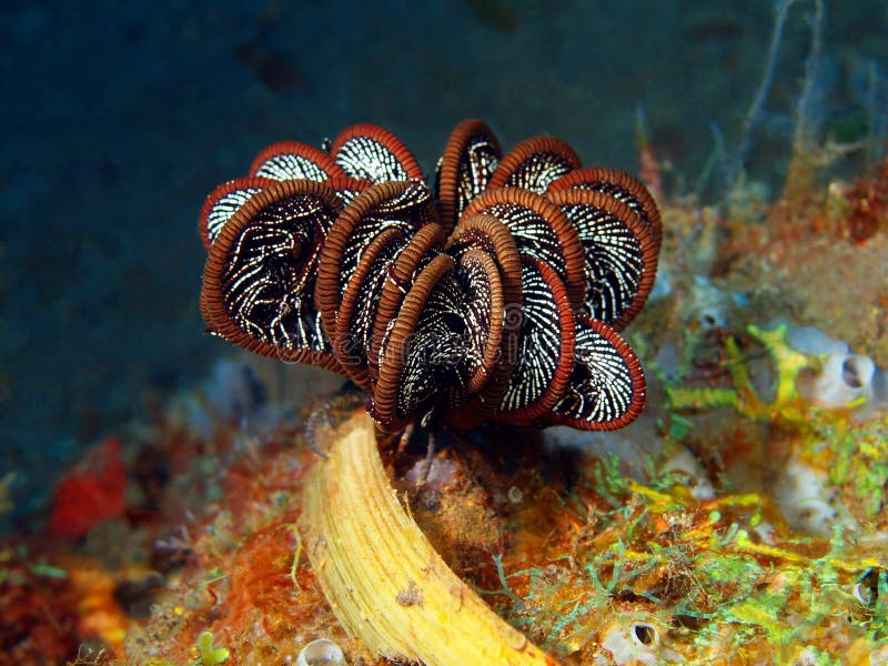 Crinoid stock image. Image of crinoid, animal, nature - 47036715