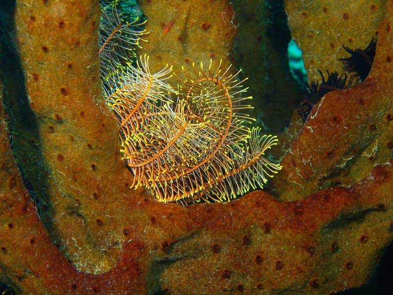 Crinoid stock image. Image of crinoid, animal, underwater - 48632619