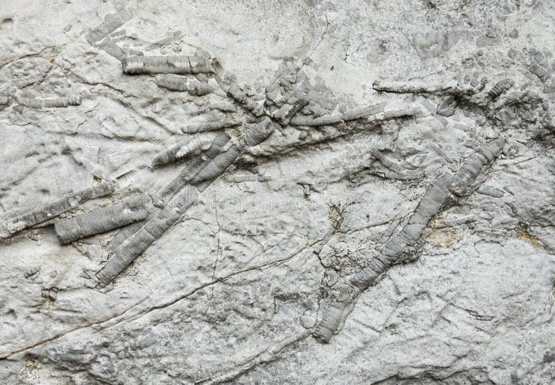 Crinoids in limestone wall stock photo. Image of limestone - 84740050
