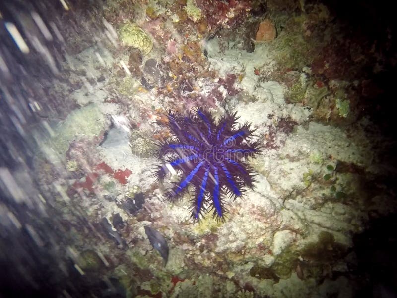 Crinoid Order Stock Photos - Free & Royalty-Free Stock Photos from ...