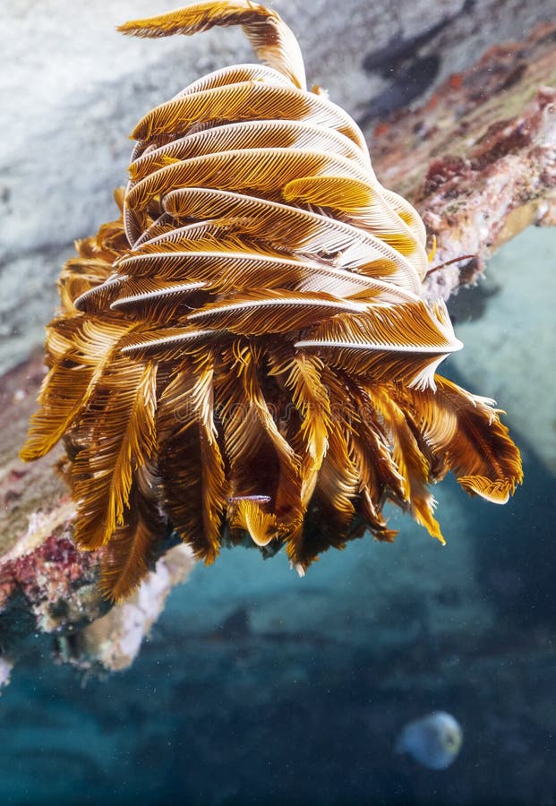 Class Crinoidea Stock Photos - Free & Royalty-Free Stock Photos from ...