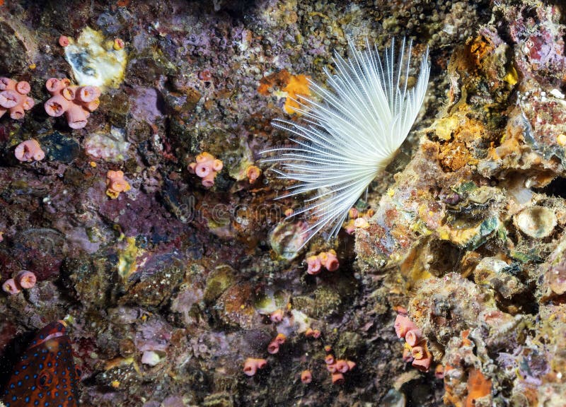 Class Crinoidea Stock Photos - Free & Royalty-Free Stock Photos from ...