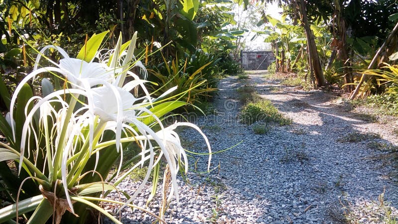 Crinum asiaticum L stock image. Image of lily, flower - 84199337