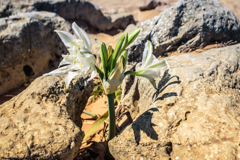 Crinum Flower Growing between Rocks with Shadow and with Blurred ...