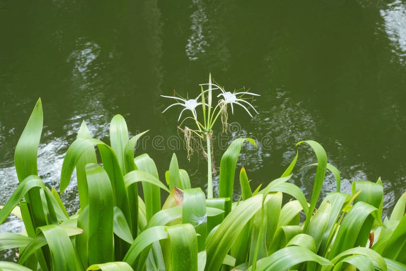 Crinum Flowers on Green Leaf Stock Photo - Image of beauty, grand: 76046240