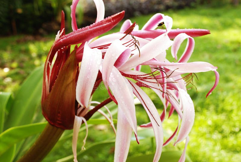 Crinum lily (cape lily) stock photo. Image of blossom - 38272180