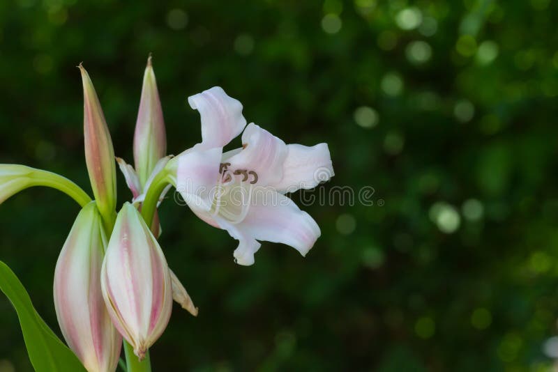 Crinum Lily, Cape Lily, Poison Bulb Stock Image - Image of shrub ...