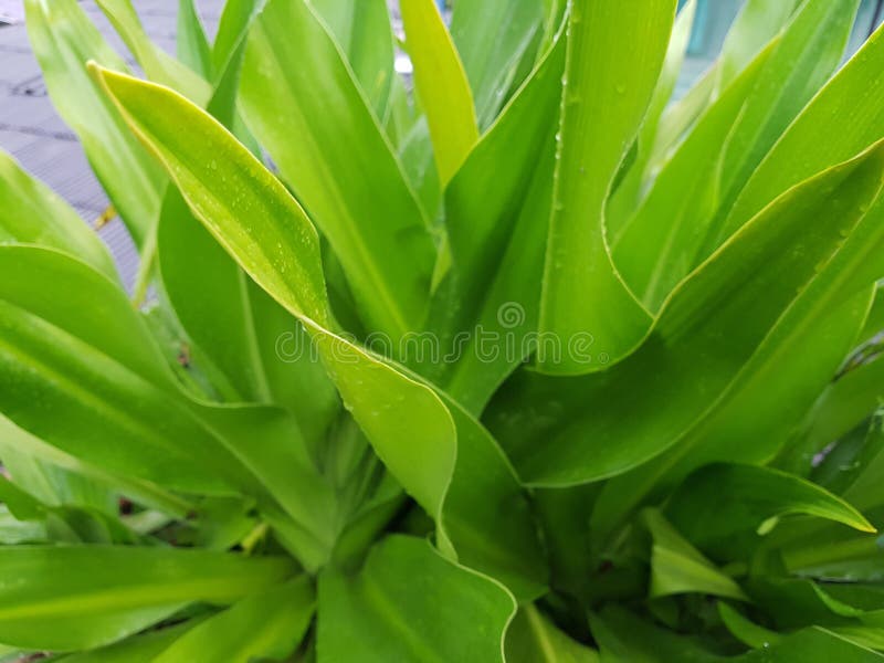 Crinum Lily after the rain stock image. Image of color - 134978377