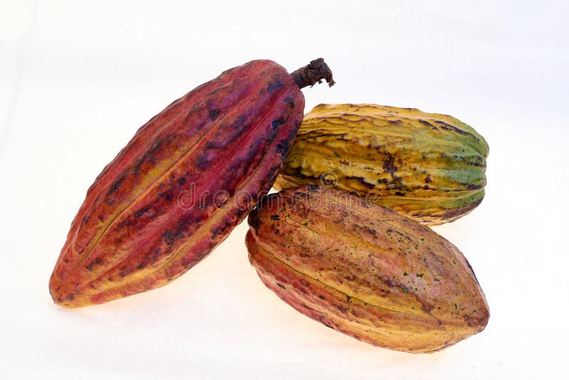 Variety of cocoa beans stock photo. Image of gourmet - 16923376
