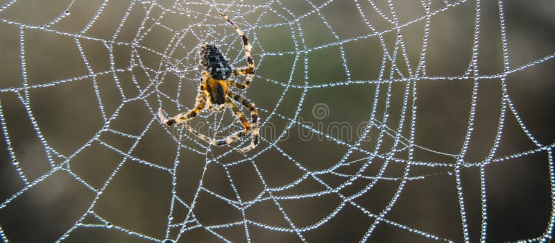 Cripple spider stock image. Image of animal, atmosphere - 158766755