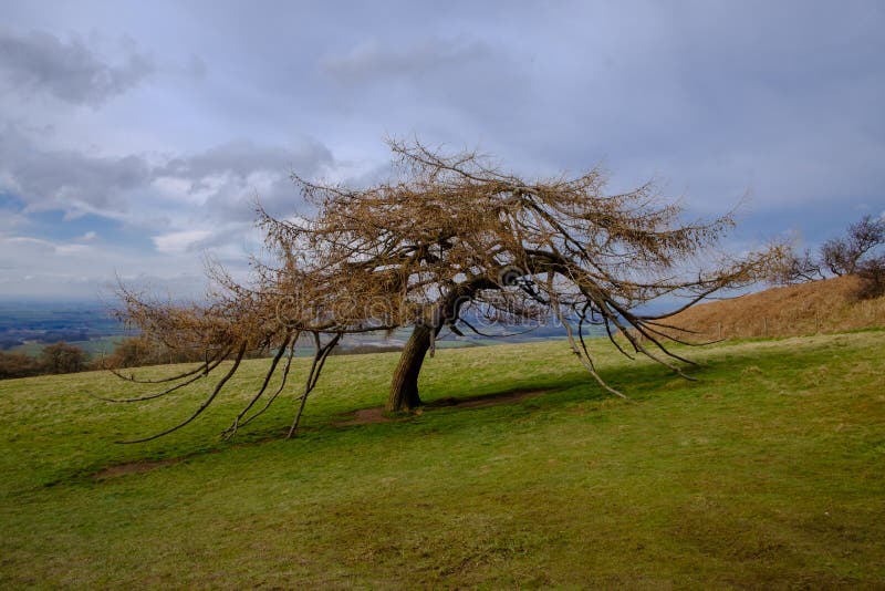 Cripple. stock image. Image of topping, living, grass - 112150119