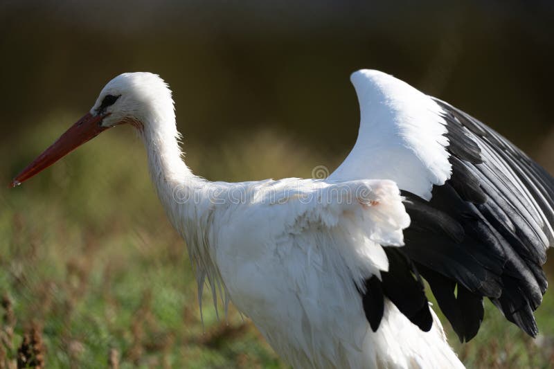 Crippled Stork with One Wing Stock Image - Image of wildlife, foliage ...