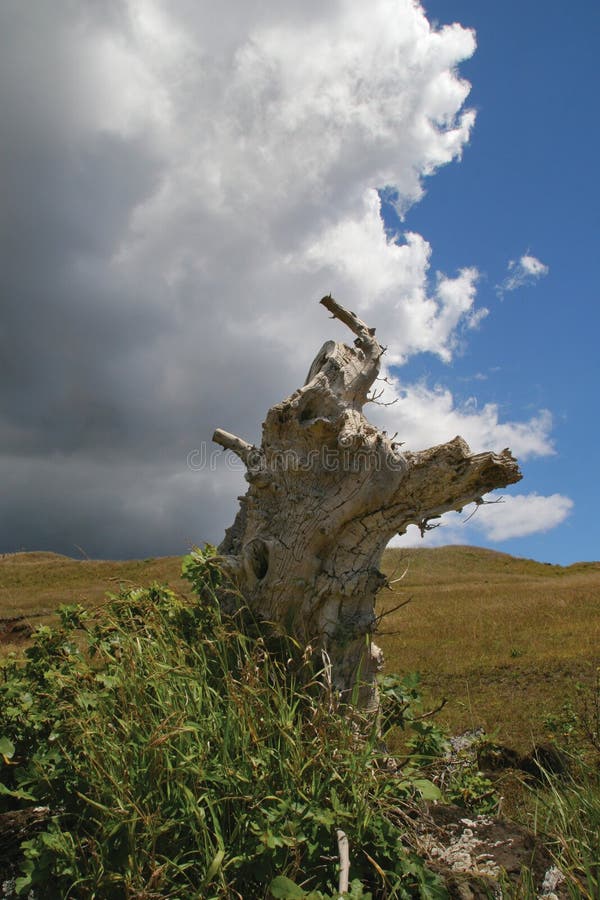 Crippled Tree stock image. Image of stones, stone, sunrays - 347983