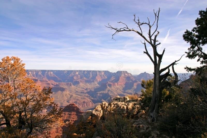 Crippled Tree stock photo. Image of sunray, trees, stony - 450912