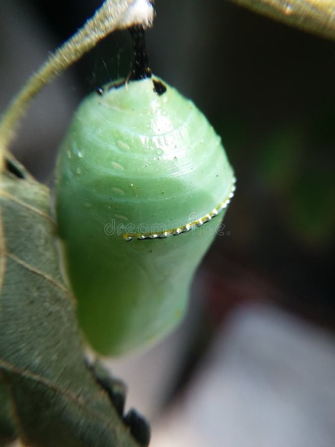 Crisálida del monarca imagen de archivo. Imagen de morfo - 29934303