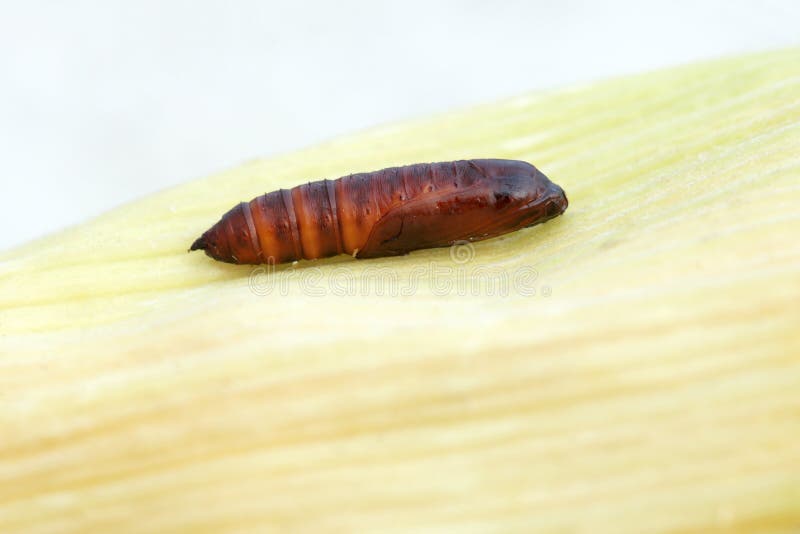 Crisálidas imagen de archivo. Imagen de abrigo, mariposa - 52453