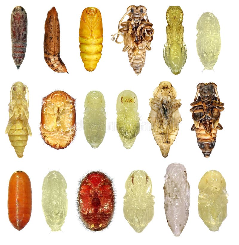 Pupa de los insectos imagen de archivo. Imagen de dorsal - 158415517