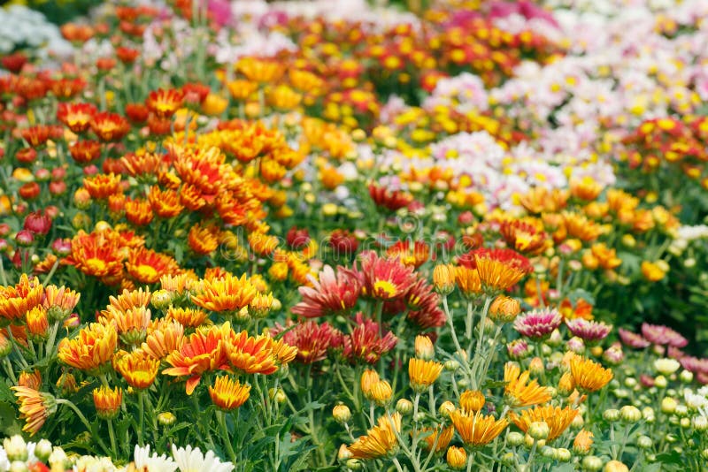 Crisântemo imagem de stock. Imagem de nave, odor, beleza - 23287191