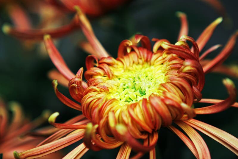 Crisântemo japonês foto de stock. Imagem de japonês, frescor - 80455278