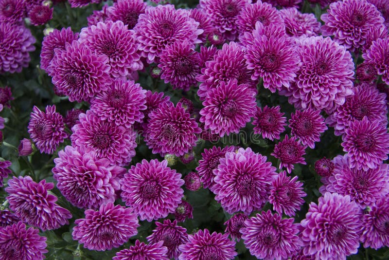 Crisântemo roxo foto de stock. Imagem de decorativo, flores - 27859406