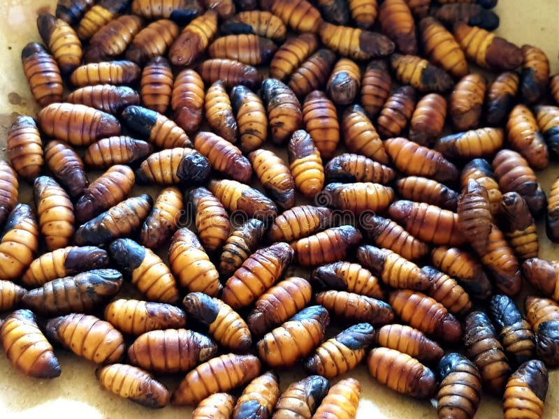 Canestro Del Baco Da Seta Dei Bachi Da Seta Del Bozzolo Immagine Stock ...