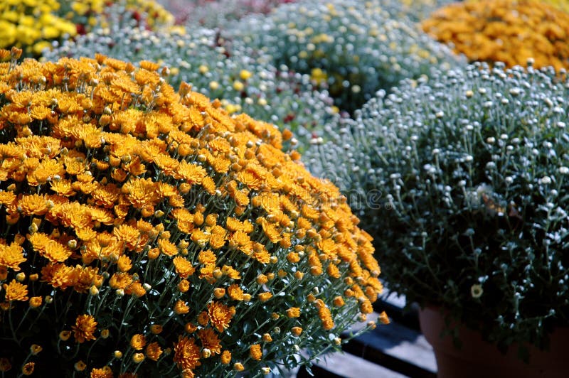 48,171 Crisantemi Vaso Foto stock - Foto stock gratuite e royalty free ...