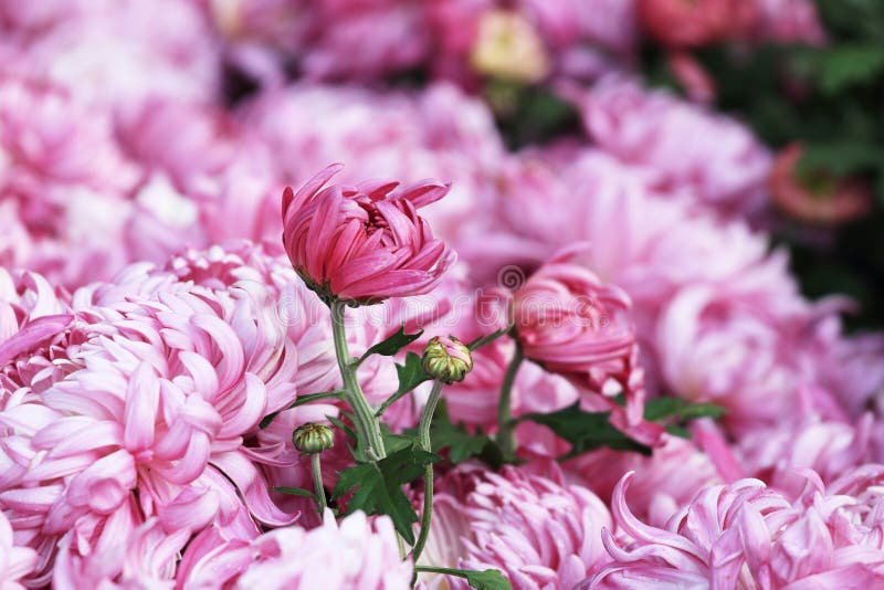 Crisantemo imagen de archivo. Imagen de antiguo, porcelana - 102694867