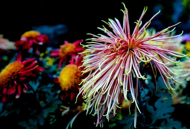 Crisantemo imagen de archivo. Imagen de dicotiledonoso - 103901757