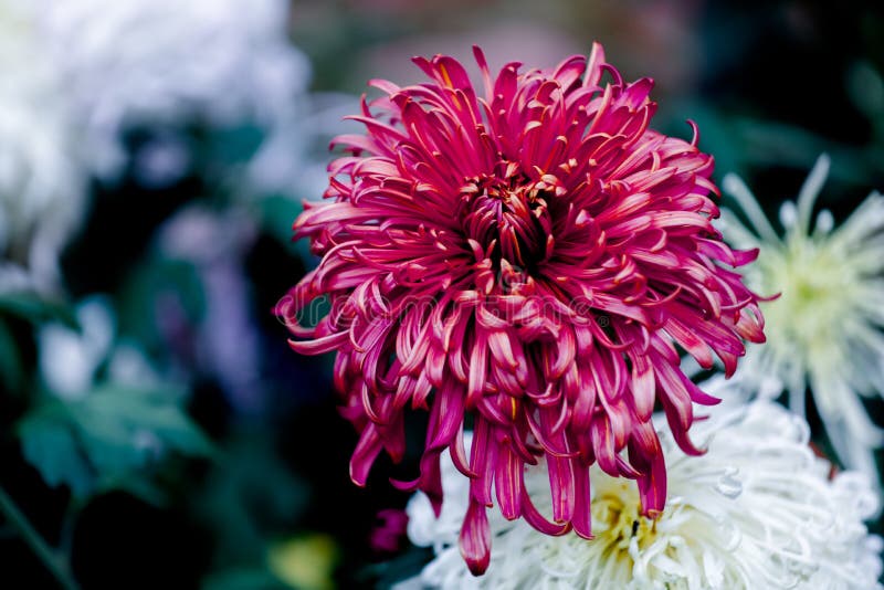 Crisantemo foto de archivo. Imagen de verde, pétalos - 104033554