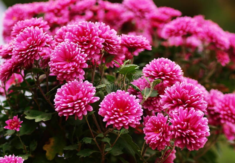 Crisantemo foto de archivo. Imagen de porcelana, fondo - 27377616