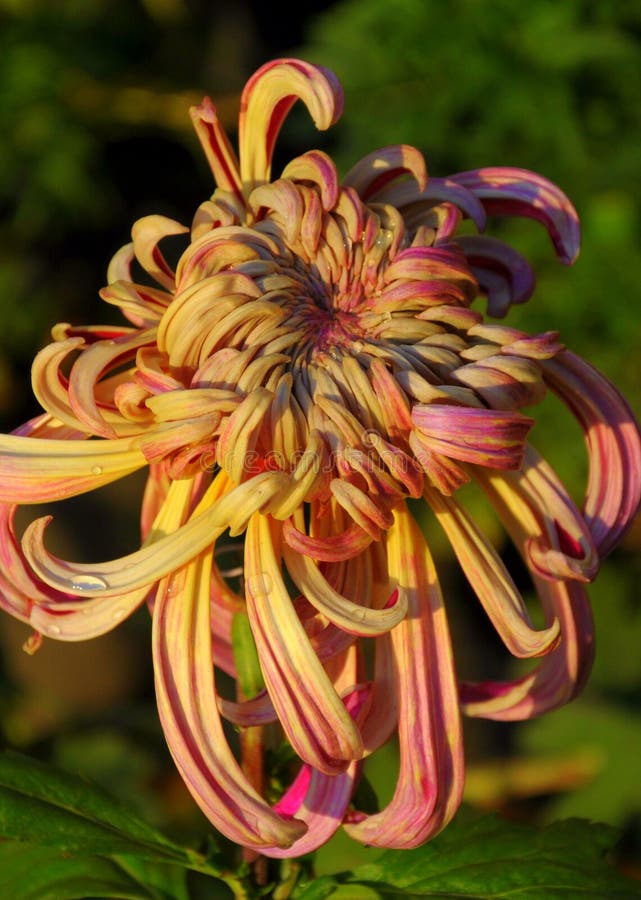 Crisantemo fotografia stock. Immagine di cina, lusso - 37874358