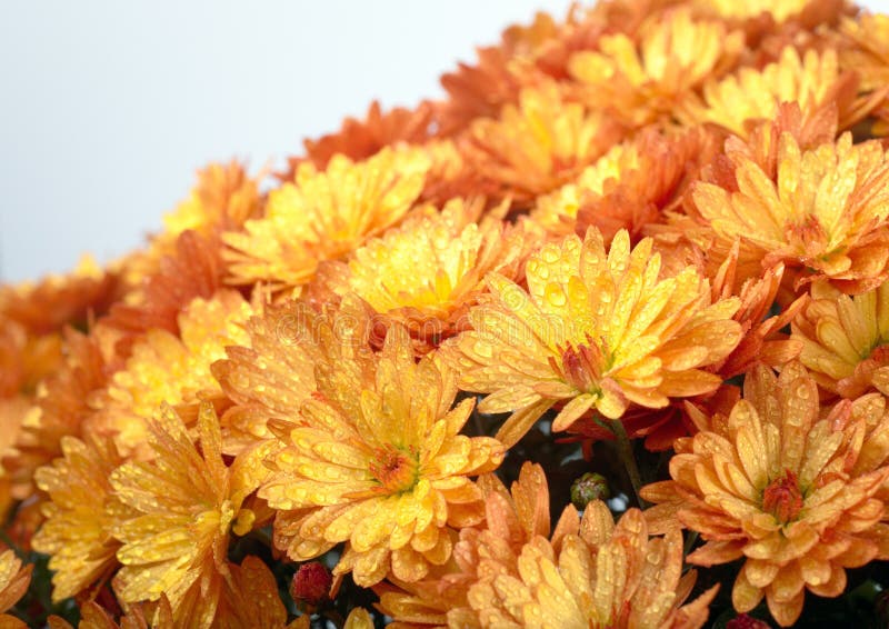 Crisantemo Amarillo En Maceta Foto de archivo - Imagen de brillante ...