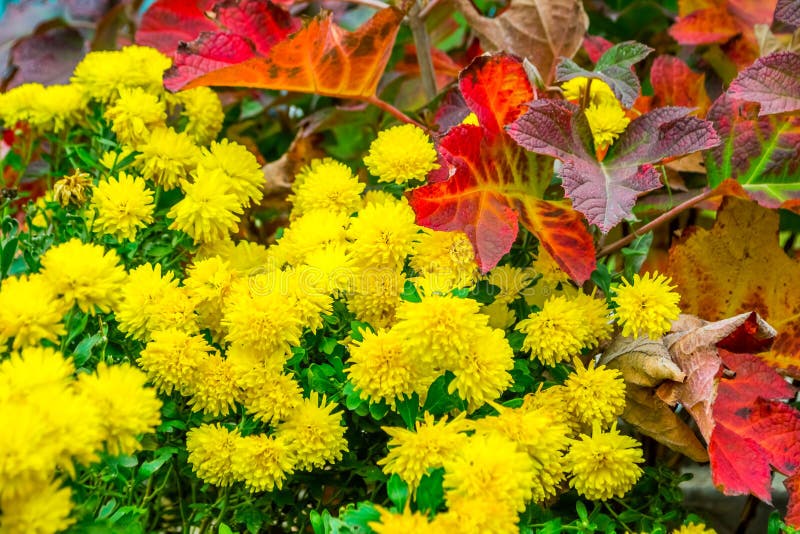 El Crisantemo Amarillo Florece No2 Foto de archivo - Imagen de ...