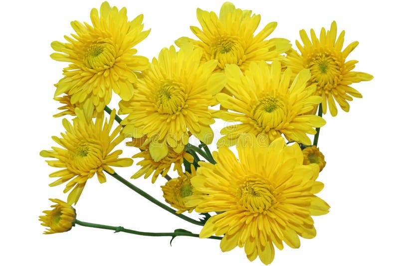 El Crisantemo Amarillo Florece No2 Foto de archivo - Imagen de ...