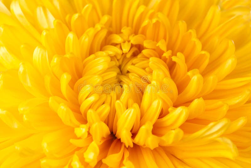Crisantemos amarillos foto de archivo. Imagen de travieso - 2564464