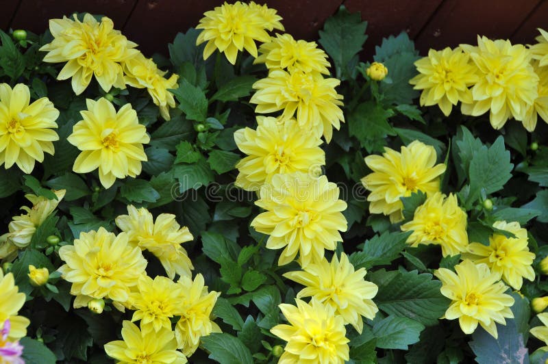 El Crisantemo Amarillo Florece En Un Florero Transparente, Cierre ...
