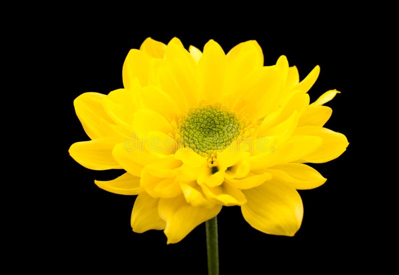 Crisantemo Amarillo Aislado Imagen de archivo - Imagen de resorte ...